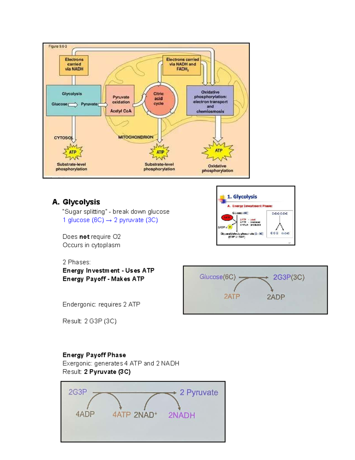 Biology Notes: Glycolysis, Pyruvate Oxidation & ETC Overview - Studocu