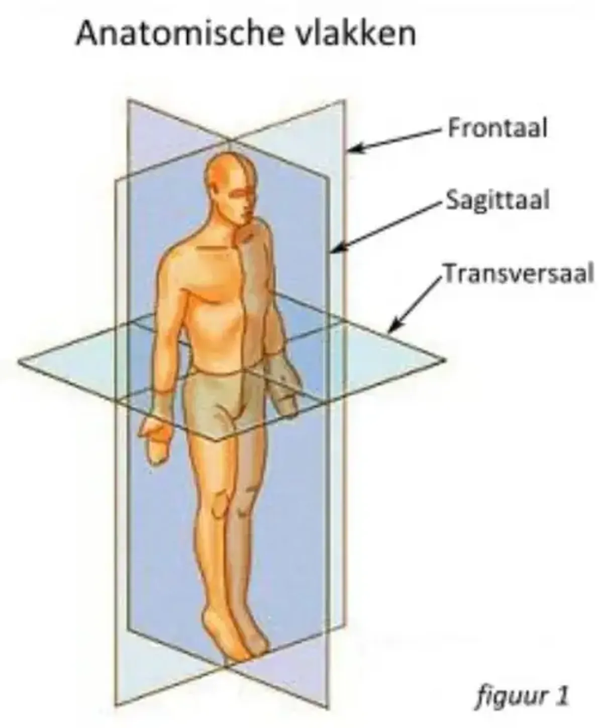 Anatomie van Vlakken en Assen: Dorsoventaal, Laterolateraal ...