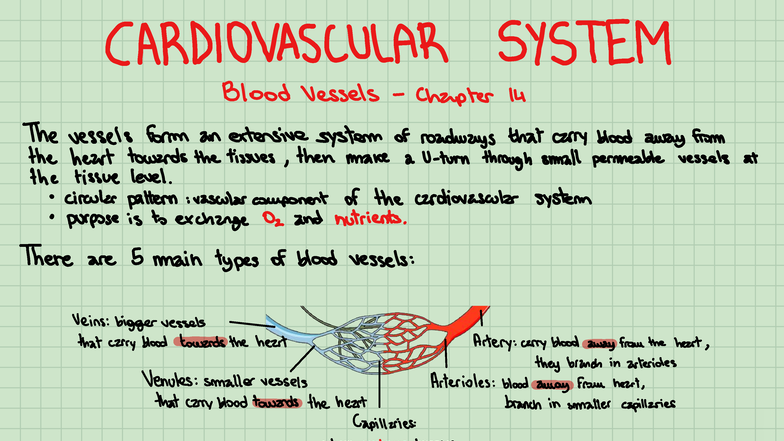 CARDIOVASCULAR SYSTEM Blood Vessels Chapter 14 Overview - Studocu