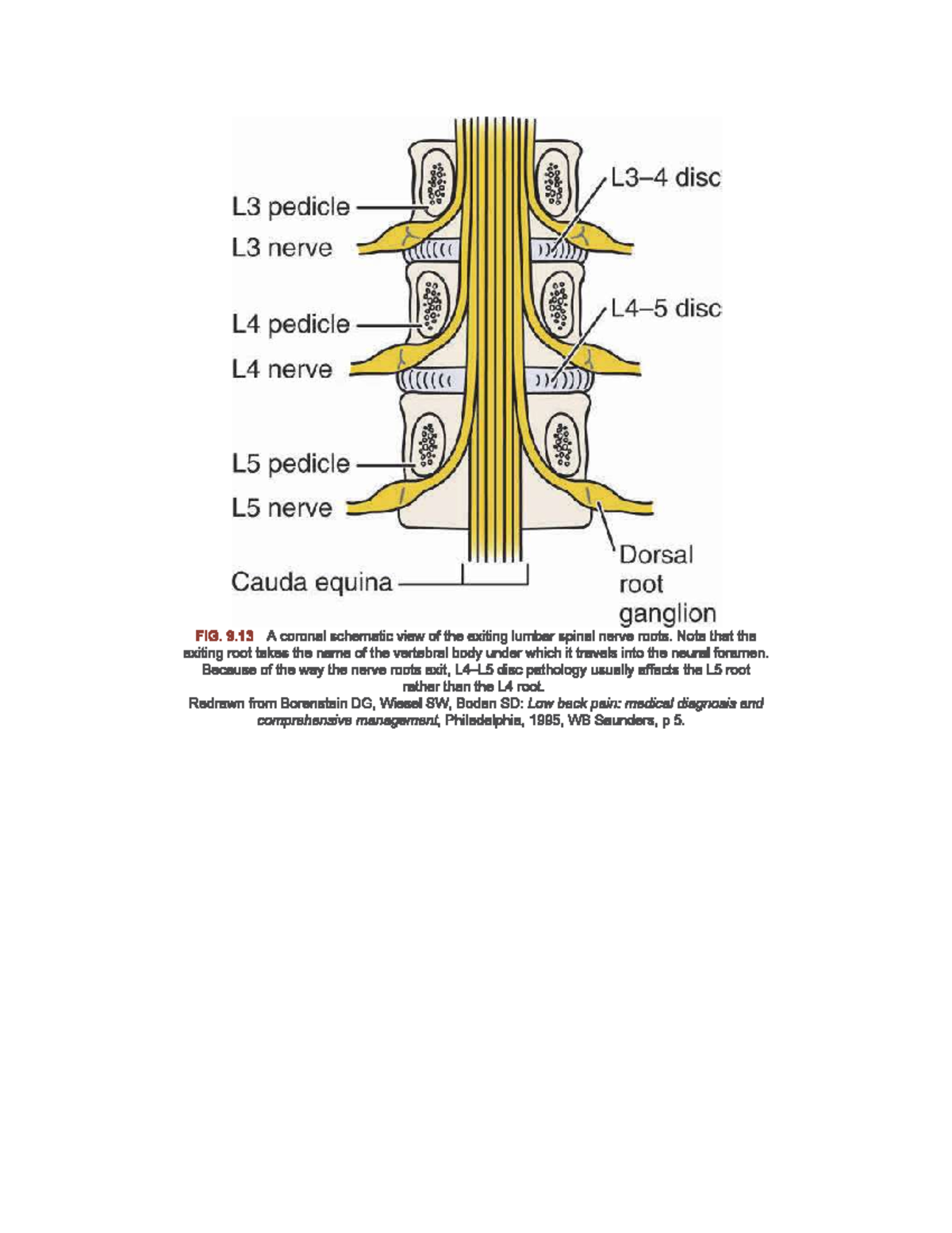 L3-L5 Nerve Root Pathology & Assessment: Magee 7th Ed. Ch. 9 Insights ...
