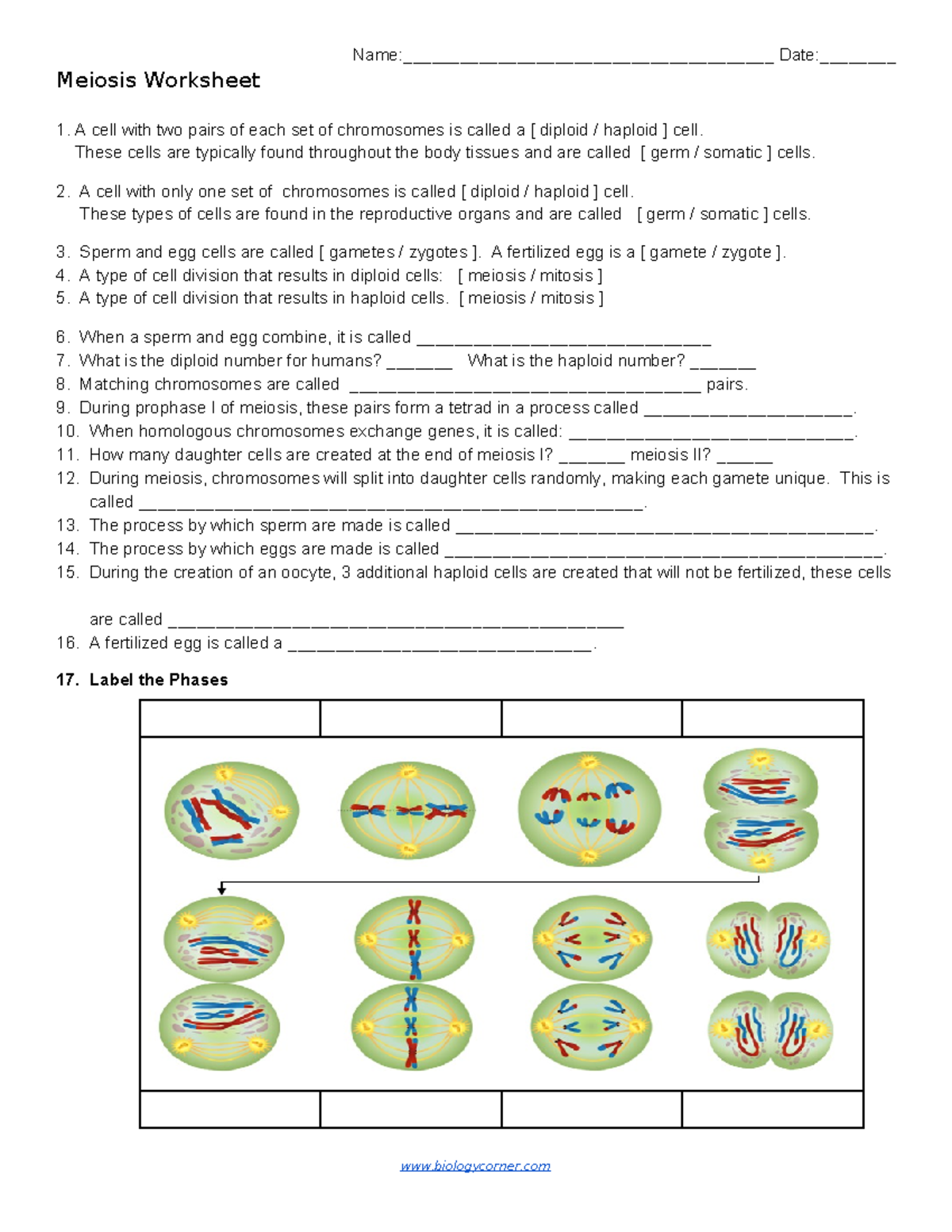 Meiosis Worksheet - Name:_______________________________________ Date ...