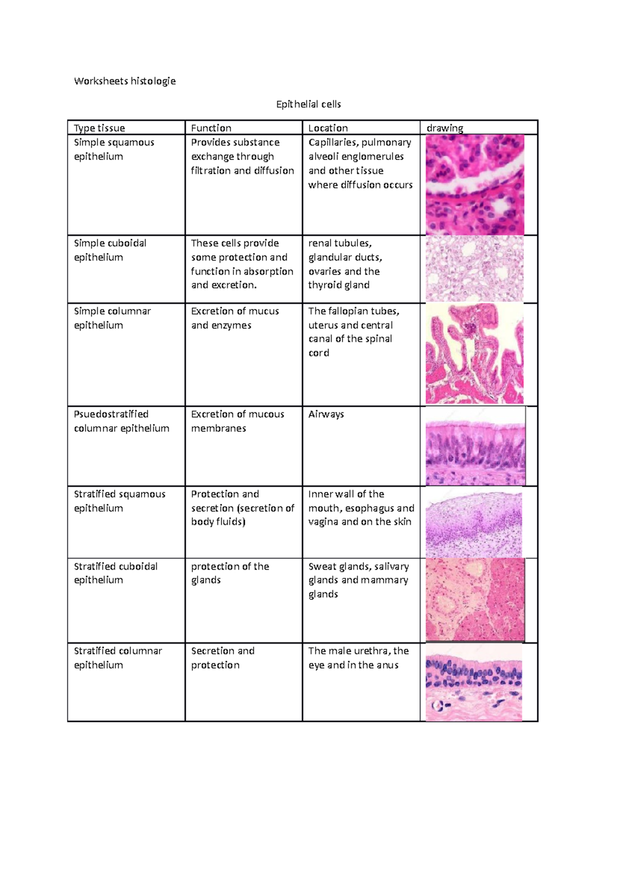 Histology Worksheets: Understanding Tissue Types and Functions ...