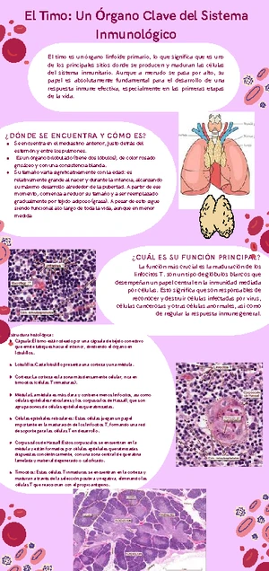 Anatomía del Timo: Estructura y Funciones Esenciales - Studocu