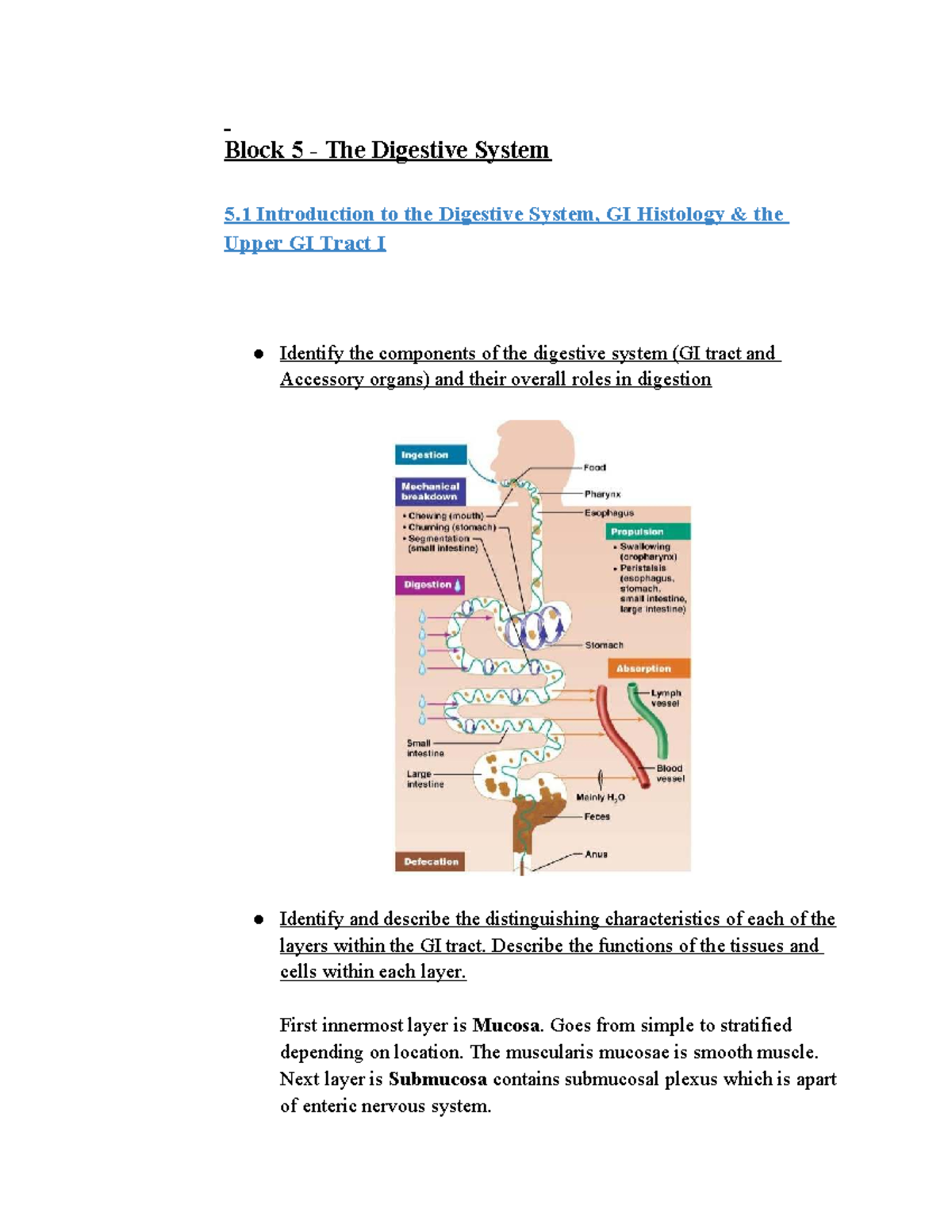 Digestive System Overview: Structure & Function (ANAT101) - Studocu