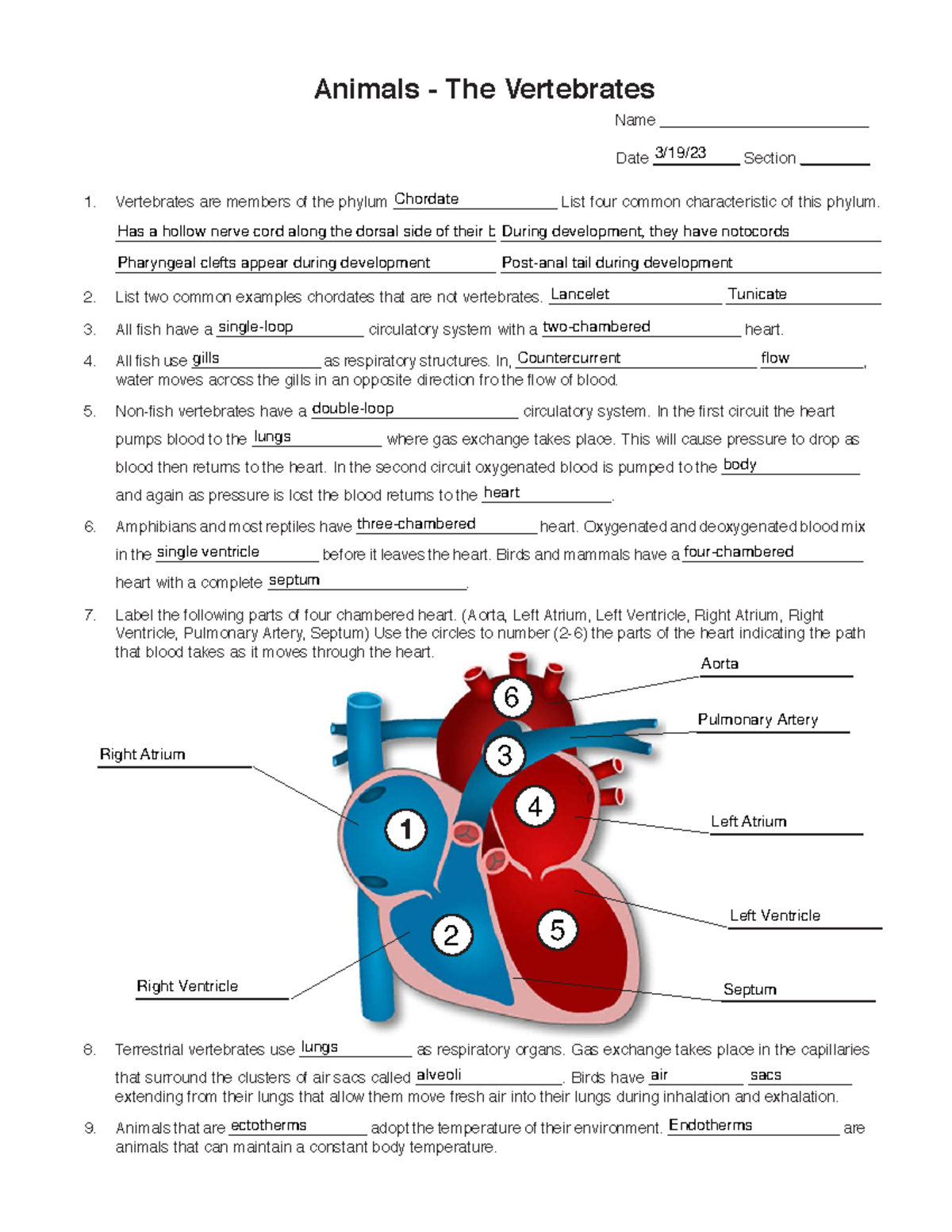 Vertebrates Worksheet for Biology (Course: BIO101) - Studocu