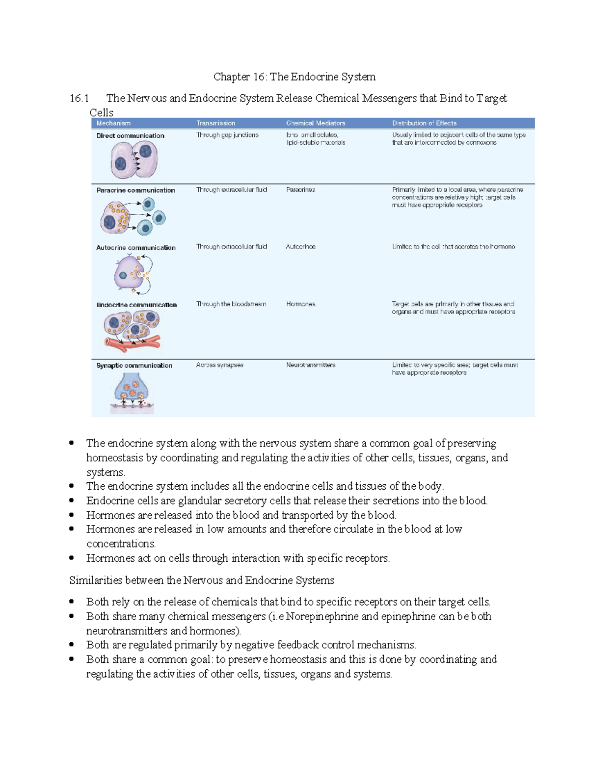 Chapter 16 - The Endocrine System: Overview and Key Concepts - Studocu
