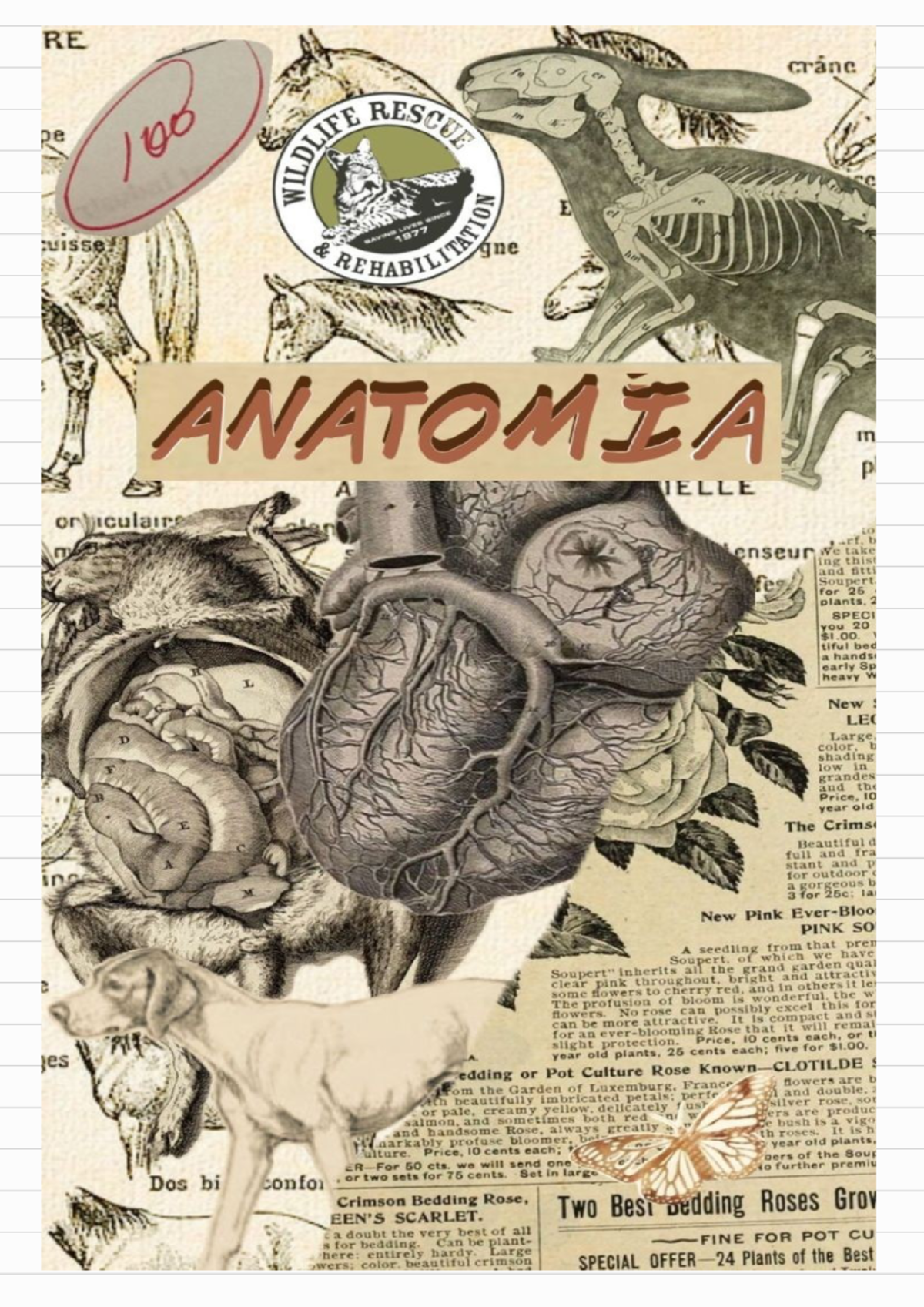 Anatomia 2 241204 221424 - misse gne ANATOM m pl JELLE principalates to ...