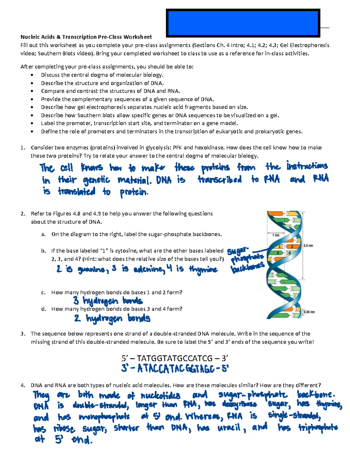 Week 5a Pre-Class Reading Guide: Nucleic Acids & Transcription - Studocu