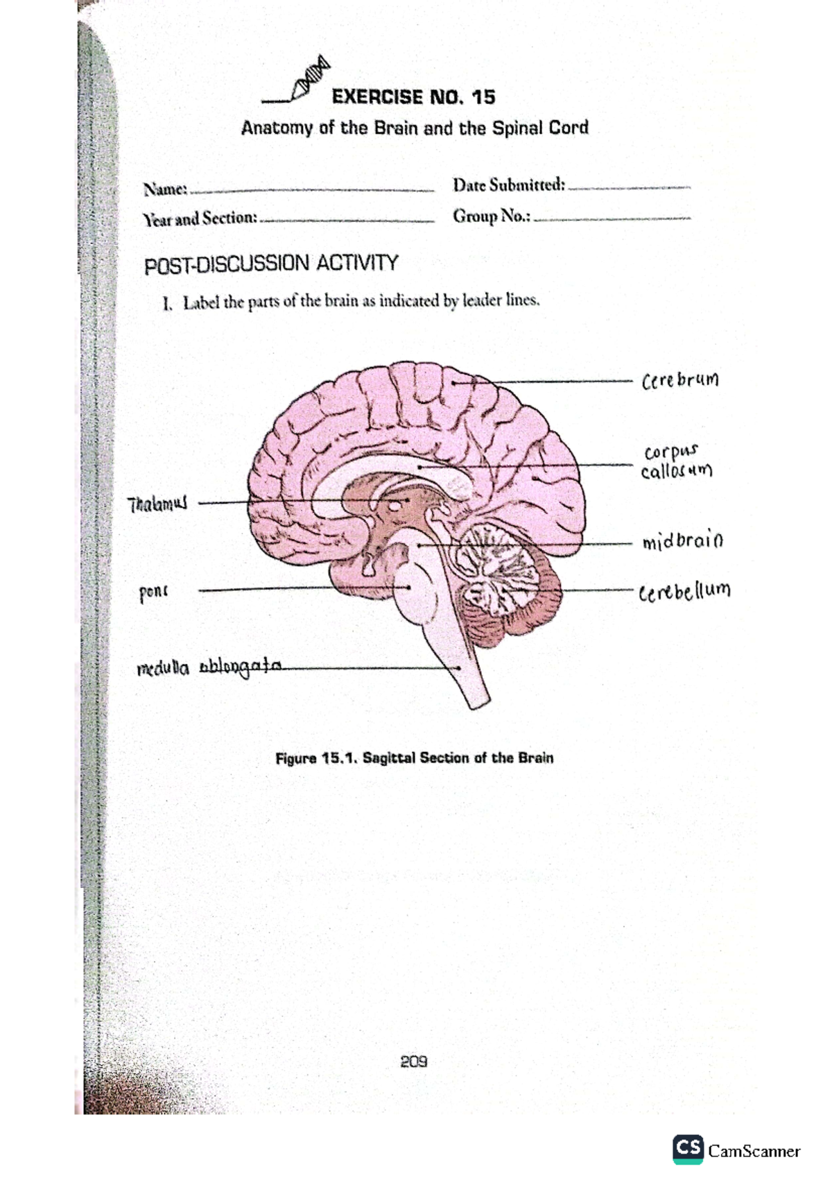 CS LAB Manual: Exercise 15 - Anatomy of the Brain & Spinal Cord - Studocu