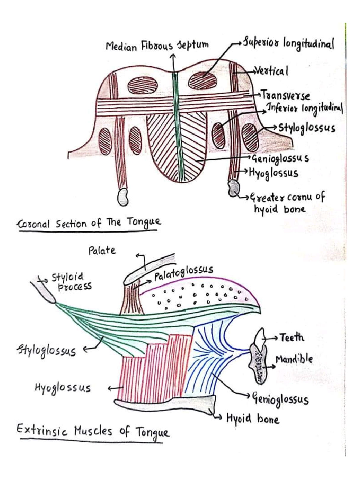 Anatomy of the Tongue: Muscles, Movements, and Nerve Supply - Studocu