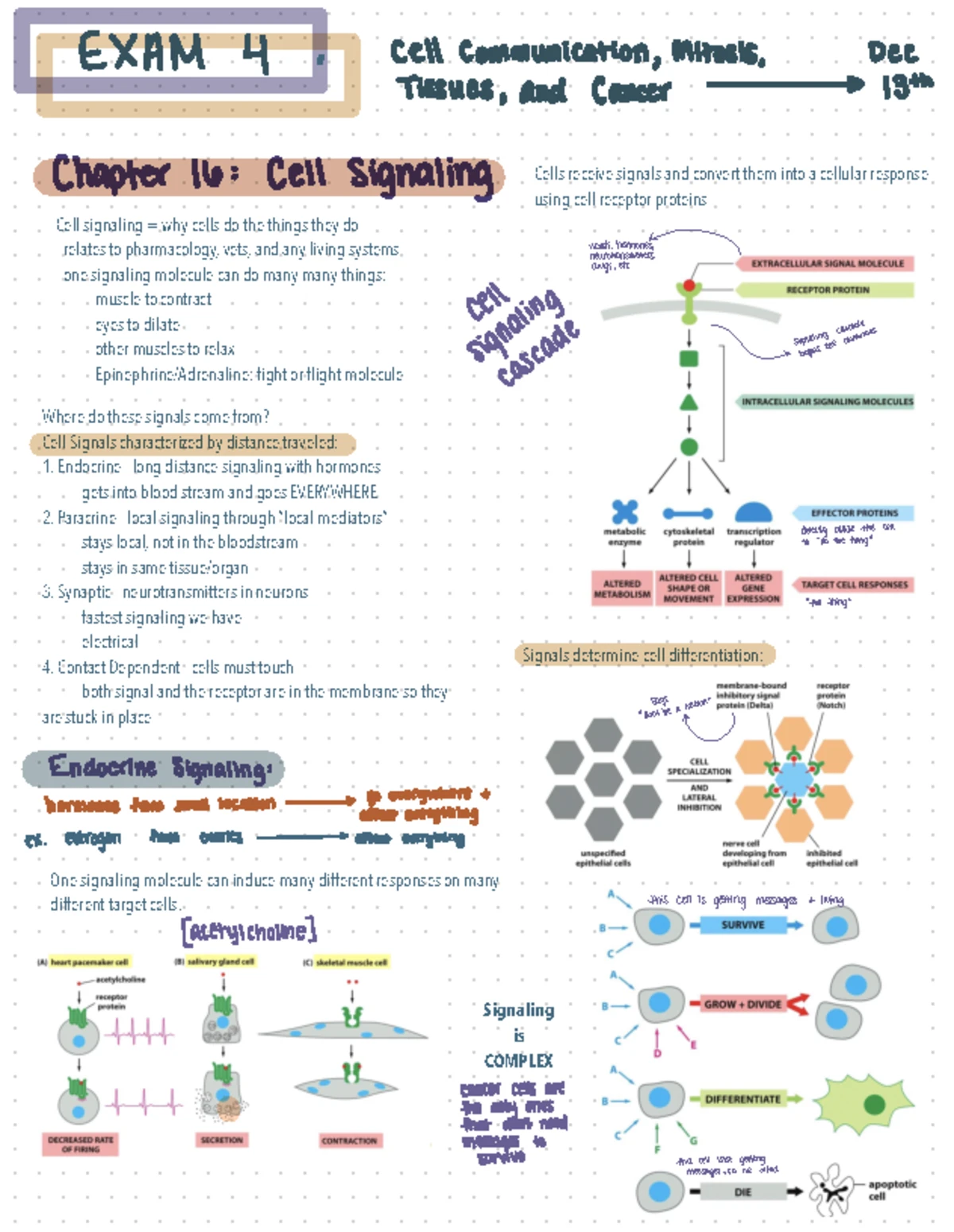 Chapter 1 Notes - Cell Theory and Microscopy Insights - Studocu