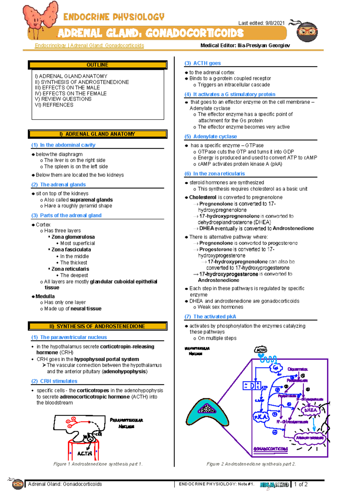 050 - Endocrinology Final Exam: Adrenal Gland & Gonadocorticoids - Studocu