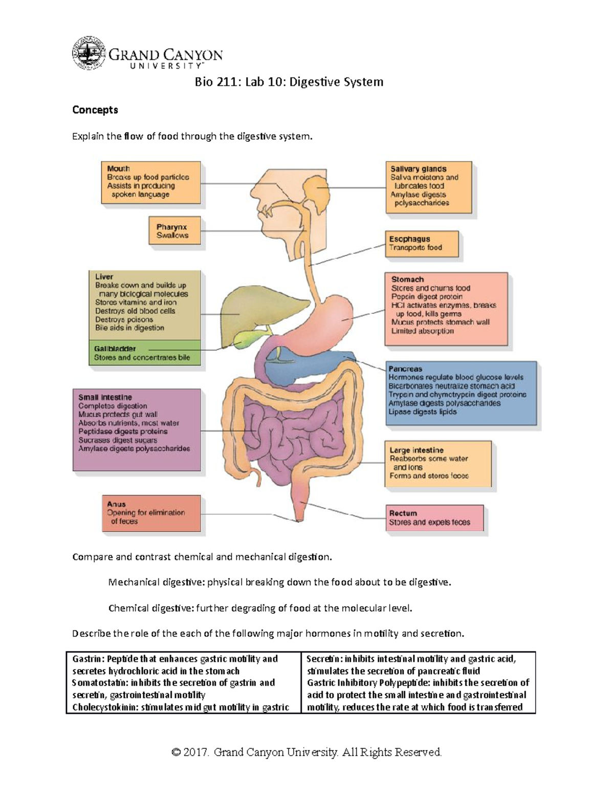 BIO 211 Lab Terms list Digestive - Bio 211: Lab 10: Digestive System Concepts Explain the flow ...