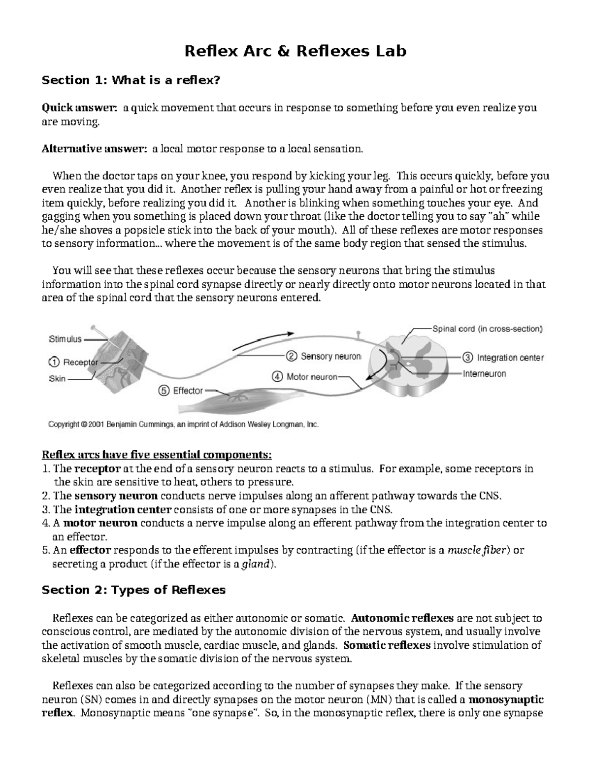 Reflex Lab (BIO 101): Understanding Reflex Arcs and Testing Methods ...