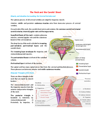 Head and Neck 2 - Muscles - Inferior surface of the base of the skull ...