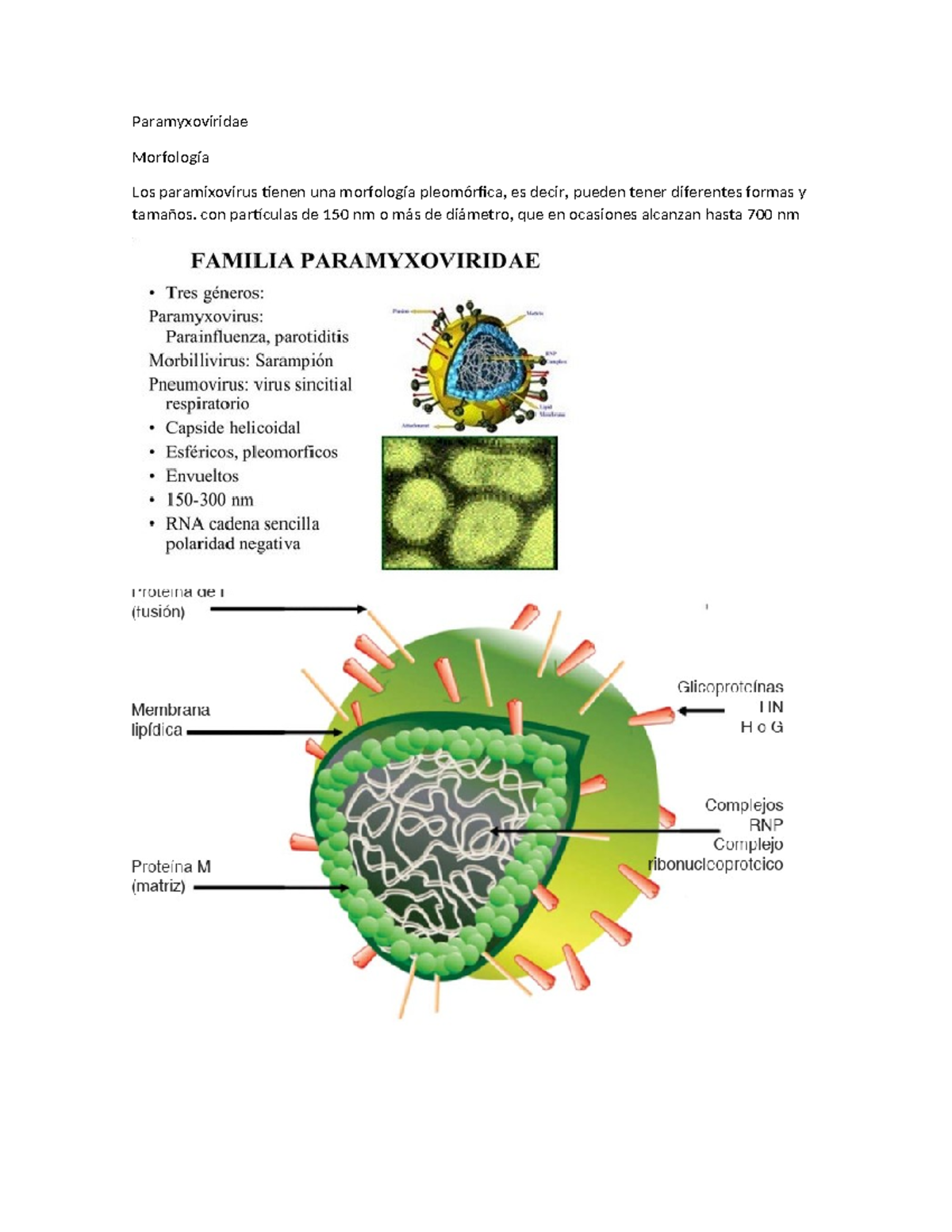 Paramyxoviridae - Paramyxoviridae Morfología Los paramixovirus tienen ...