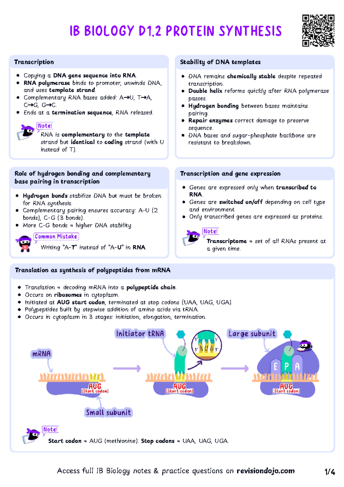 IB BIOLOGY D1.2: Comprehensive Notes on Protein Synthesis - Studocu