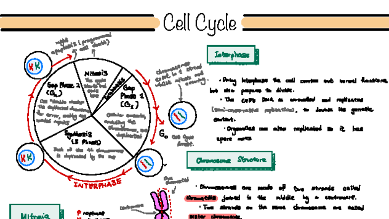 Cell Cycle - Fact Recall Notes for BIO101 - Studocu