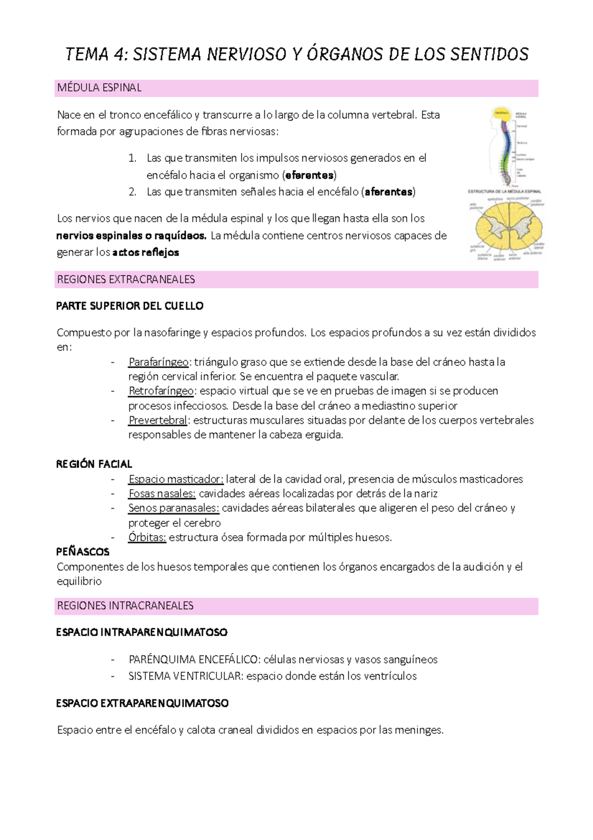 TEMA 4: ANATOMÍA DEL SISTEMA NERVIOSO Y ÓRGANOS DE LOS SENTIDOS - Studocu