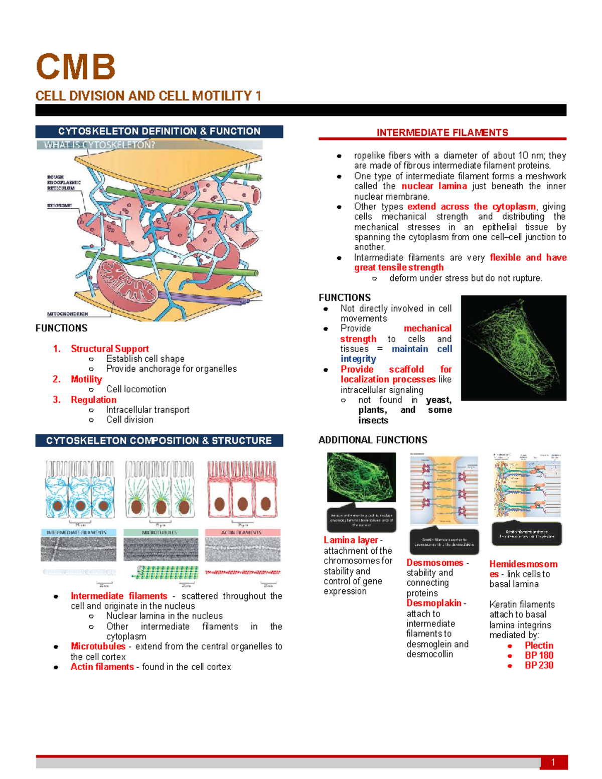 CMB 1: Cell Division and Motility - Cytoskeleton Overview - Studocu