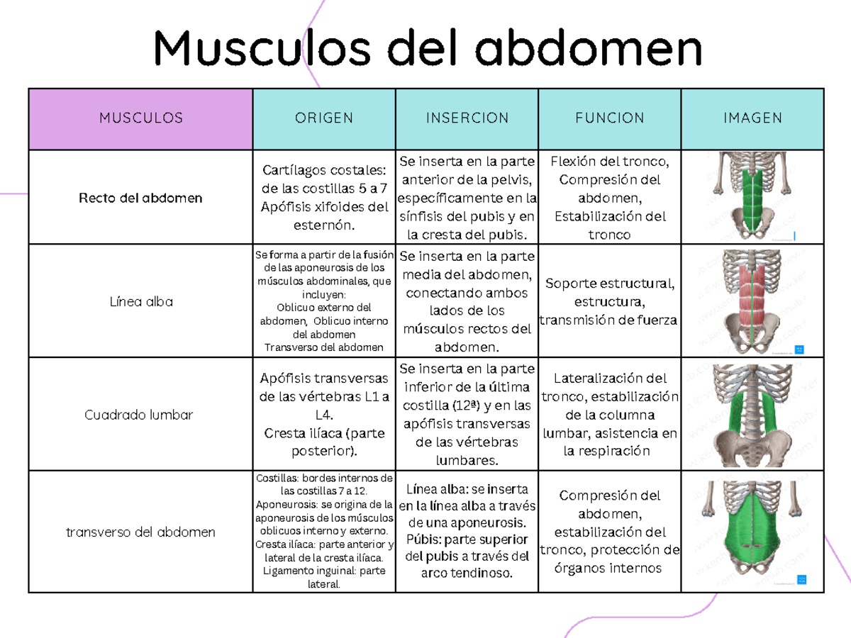 Músculos del abdomen - MUSCULOS ORIGEN INSERCION FUNCION IMAGEN Recto ...