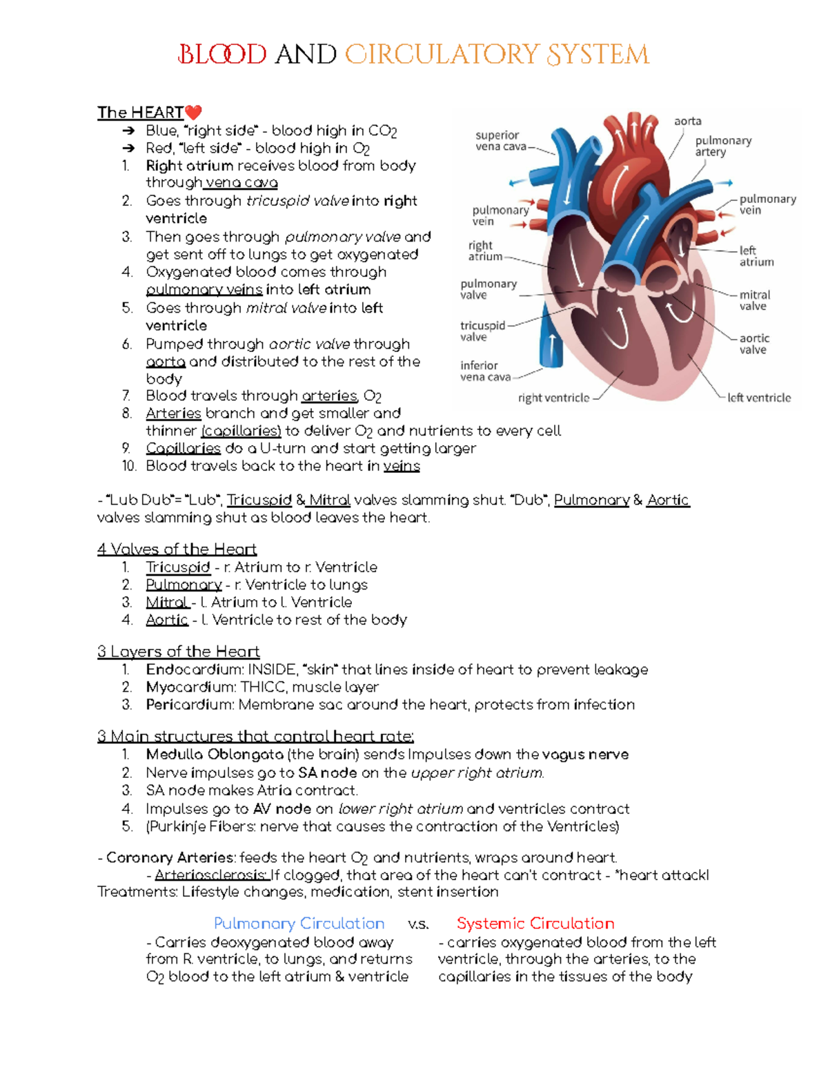 Anatomy Blood and Circulatory System Study Guide - Blood and ...