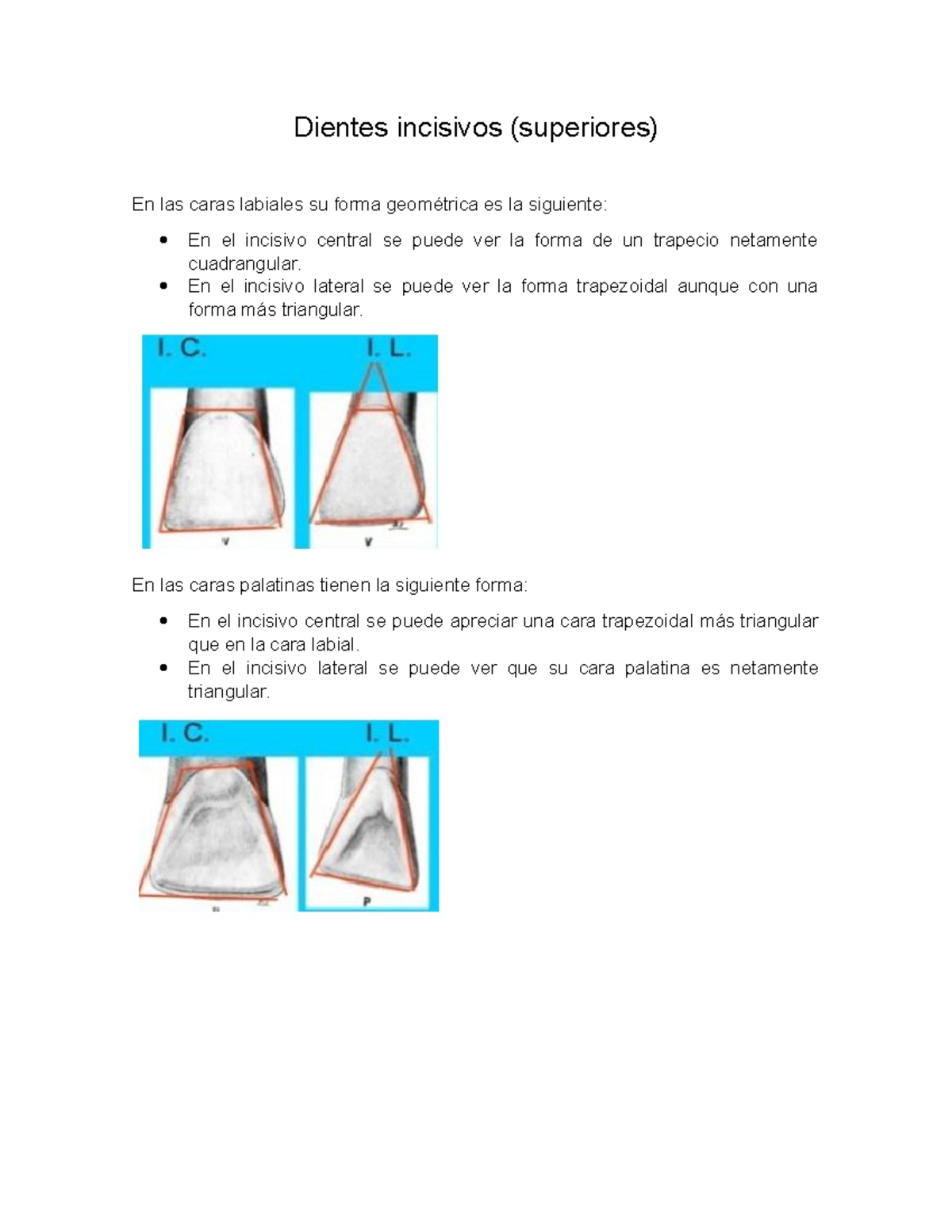 Formas Geométricas de los Dientes: Incisivos, Caninos, Premolares y ...