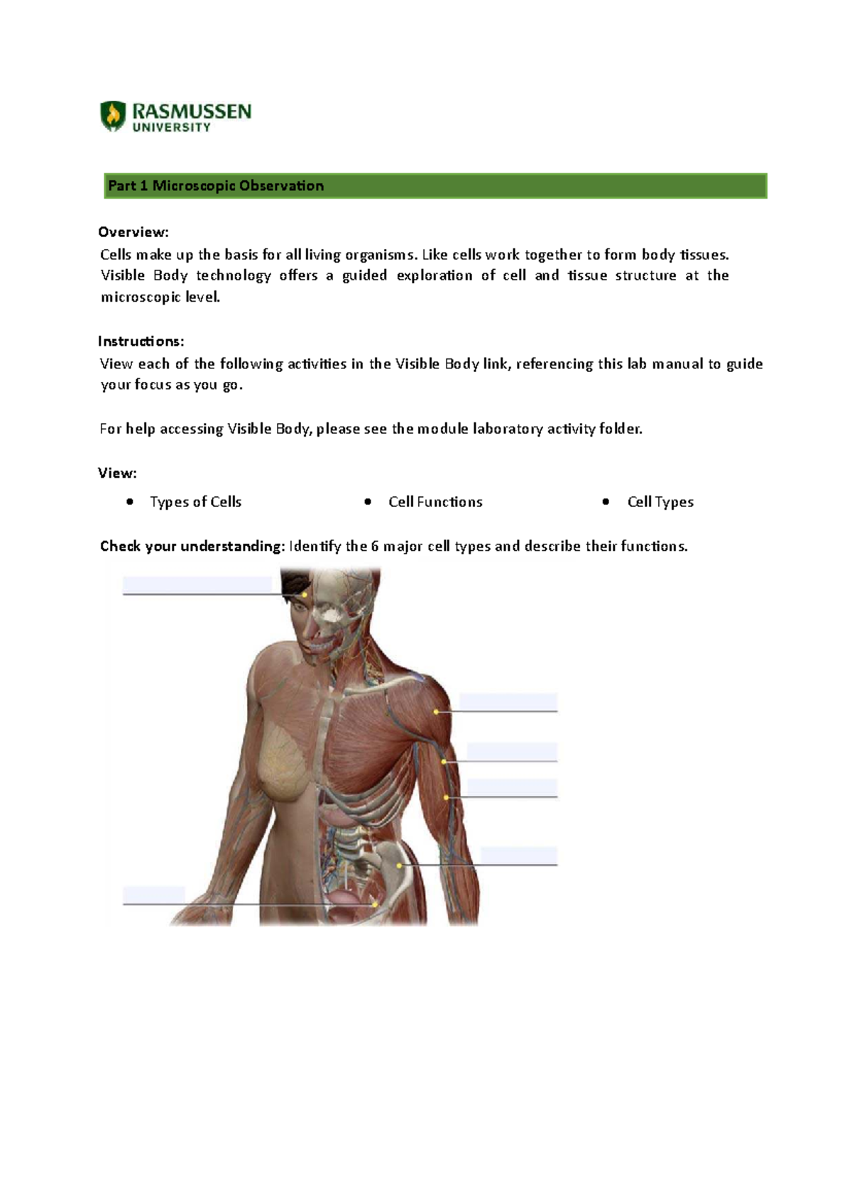 BSC2093C Lab Manual: Microscopic Observations & Anatomical Exploration ...