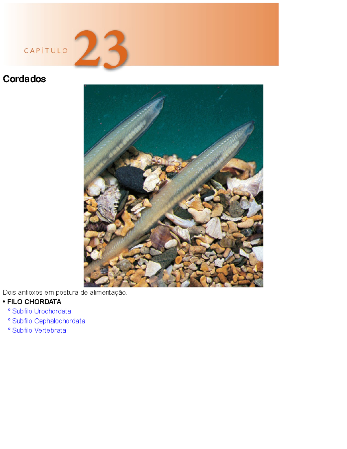 Estudo dos Cordados: Características e Classificações do Filo Chordata ...