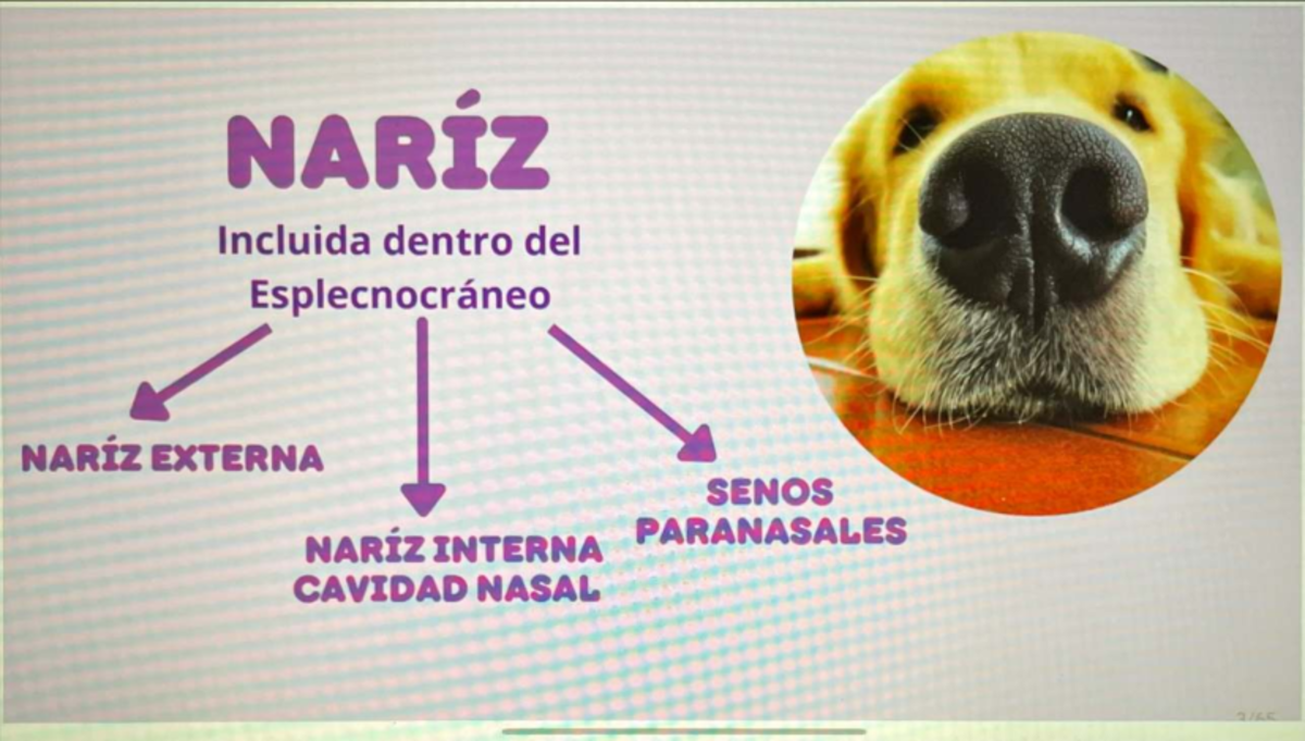 Apuntes sobre la Nariz y el Sistema Respiratorio en Perros - Studocu
