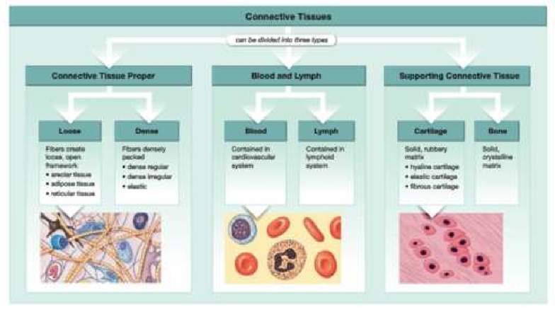 Types of Connective Tissues: Proper, Blood, and Supporting - Studocu