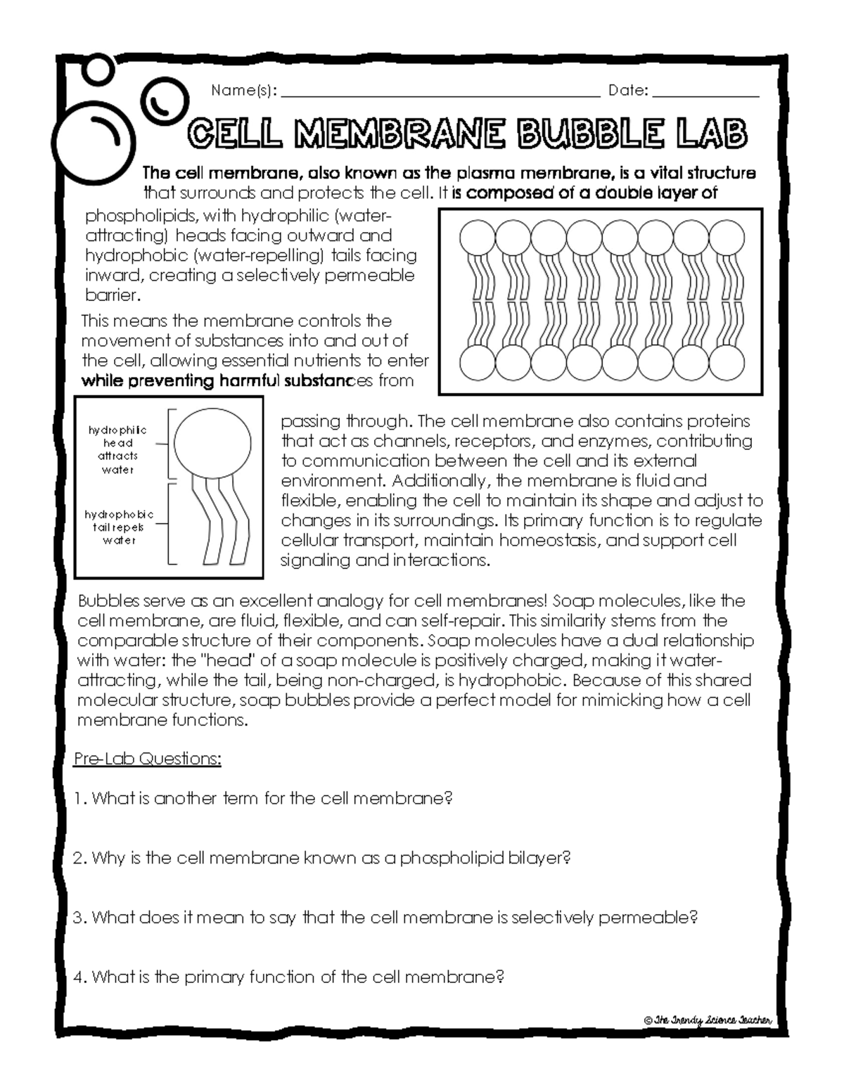 Cell Membrane Bubble Lab (2025) - Understanding Membrane Functions ...