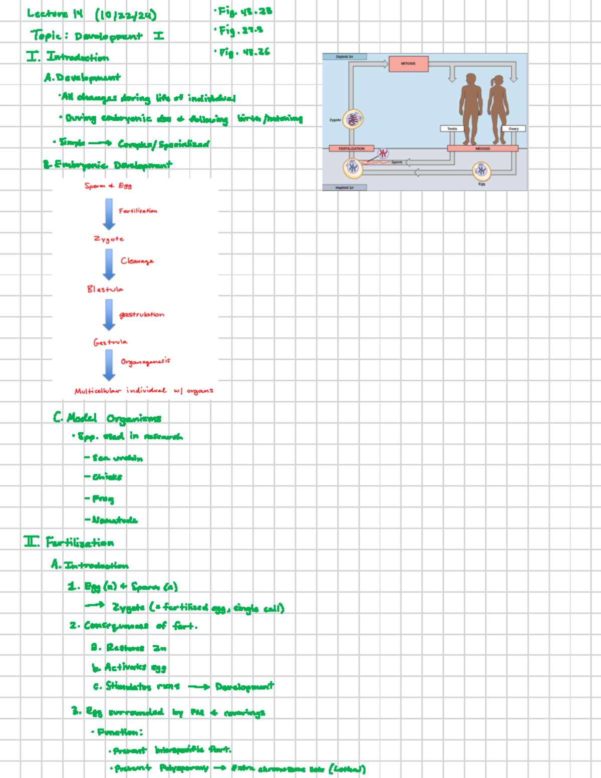Lecture Topic: Development I - Lecture 14 Fig. 43 Topic: Development I ...