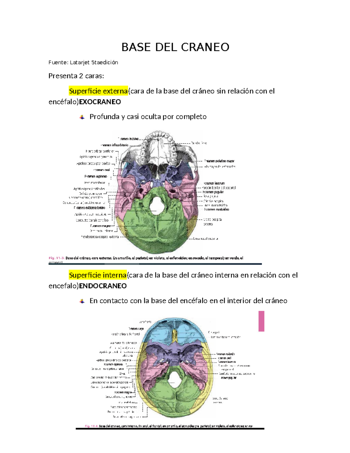 BASE DEL CRÁNEO: Estructura EXOCRANEO y ENDOCRANEO - Estudio Detallado ...