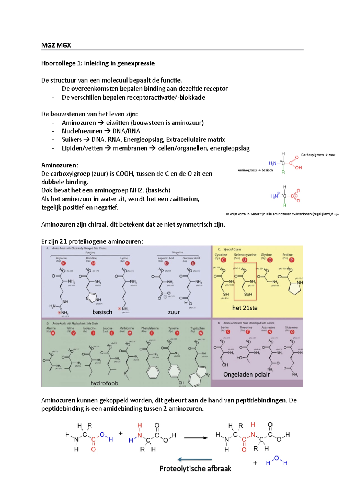 MGZ MGX - Samenvatting Genexpressie en Eiwitstructuur - Studeersnel
