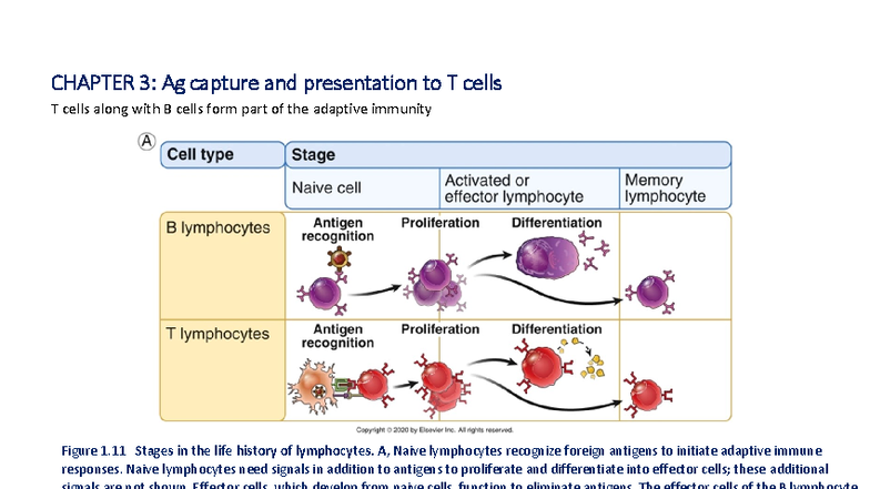 Chapter 3: Antigen Capture & Presentation to T Cells - A2 Notes - Studocu