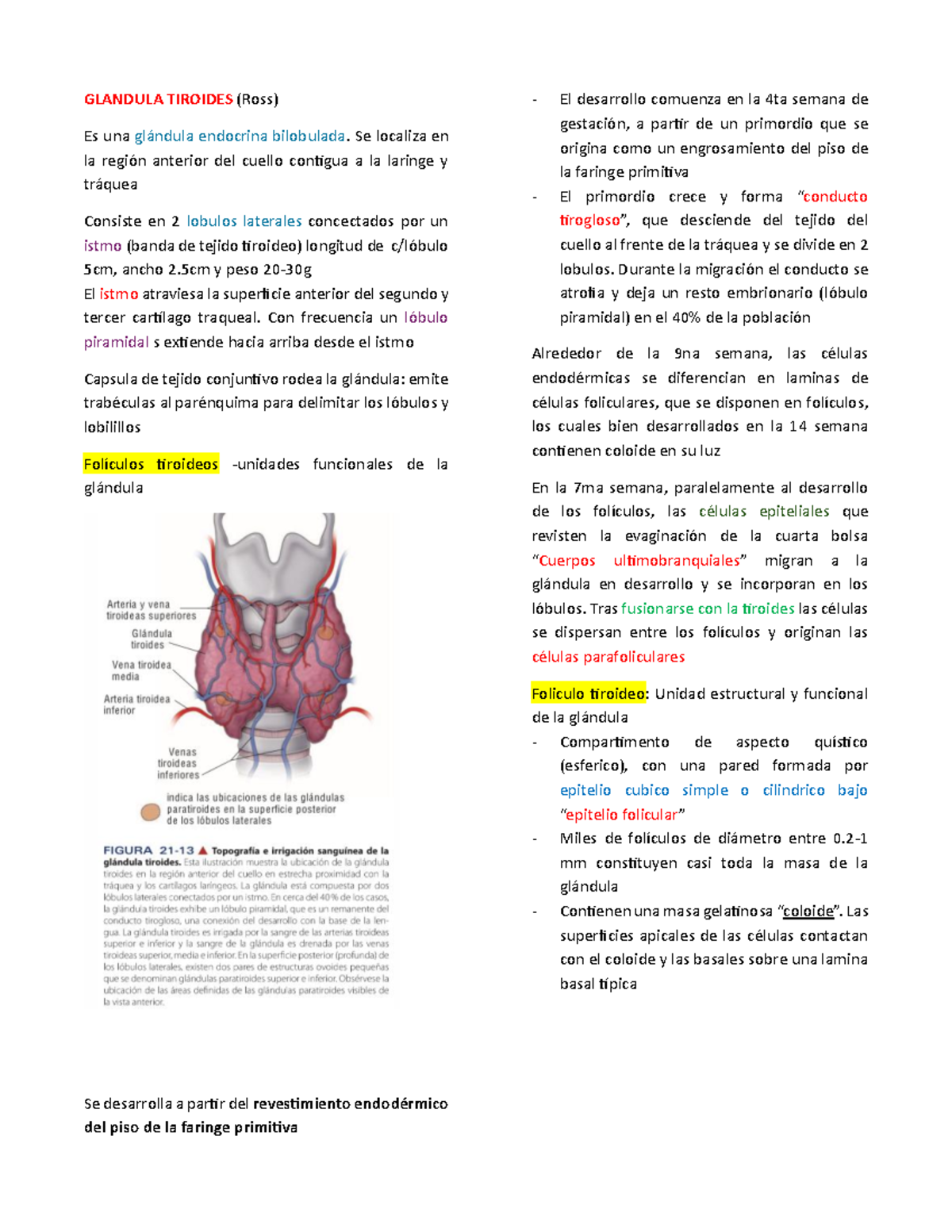 Resumen del Estudio de la Glándula Tiroides - Histología Ross - Studocu