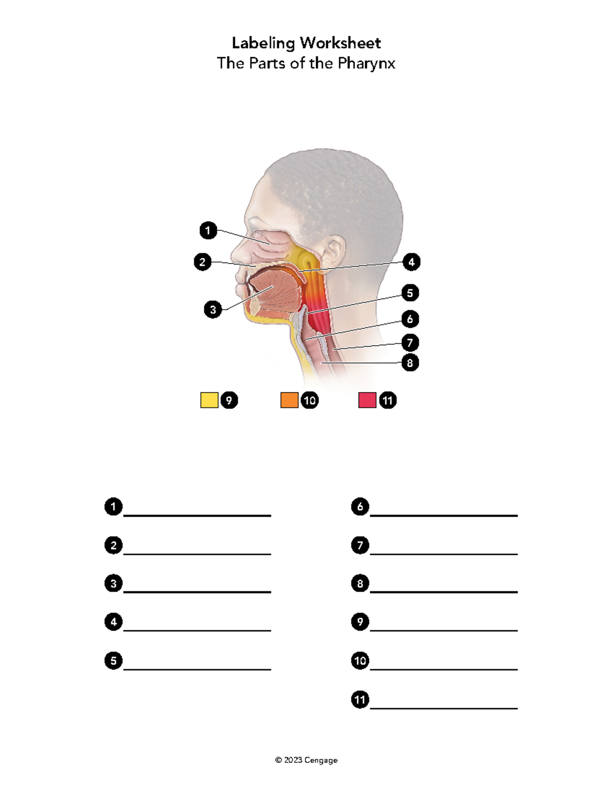 Chapter 22 Labeling Worksheets - The Parts of the Pharynx A Superior ...