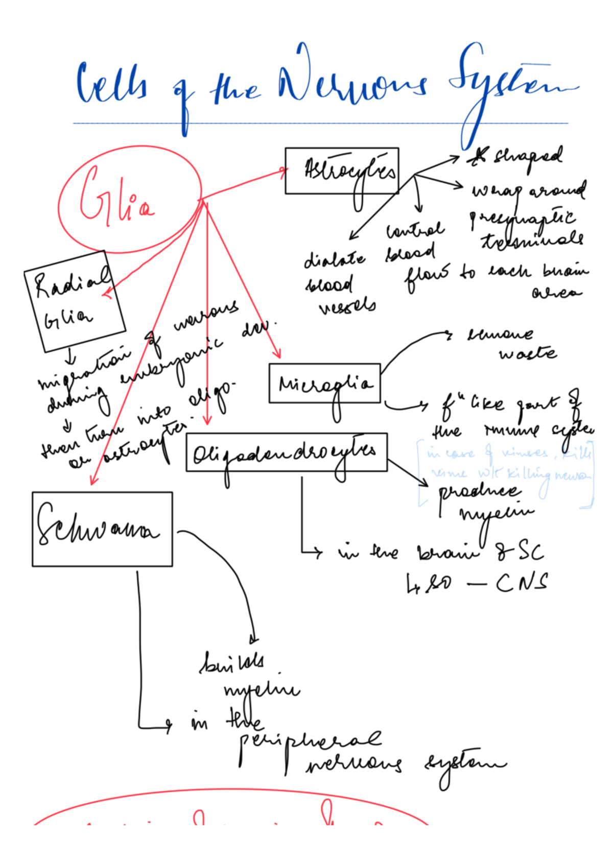 CNS and Neuron Overview: Glial Cells and Neurotransmitters - Studocu