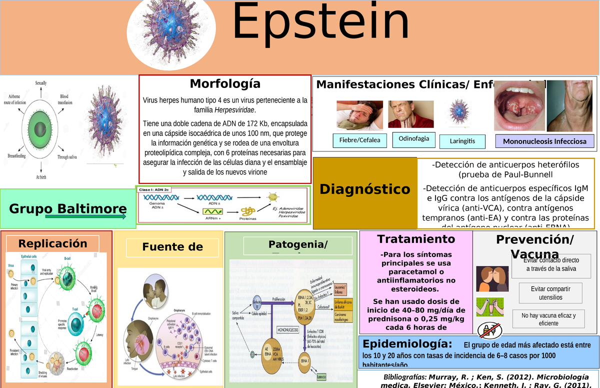 Infografía sobre Epstein Barr: Morfología y Manifestaciones Clínicas ...