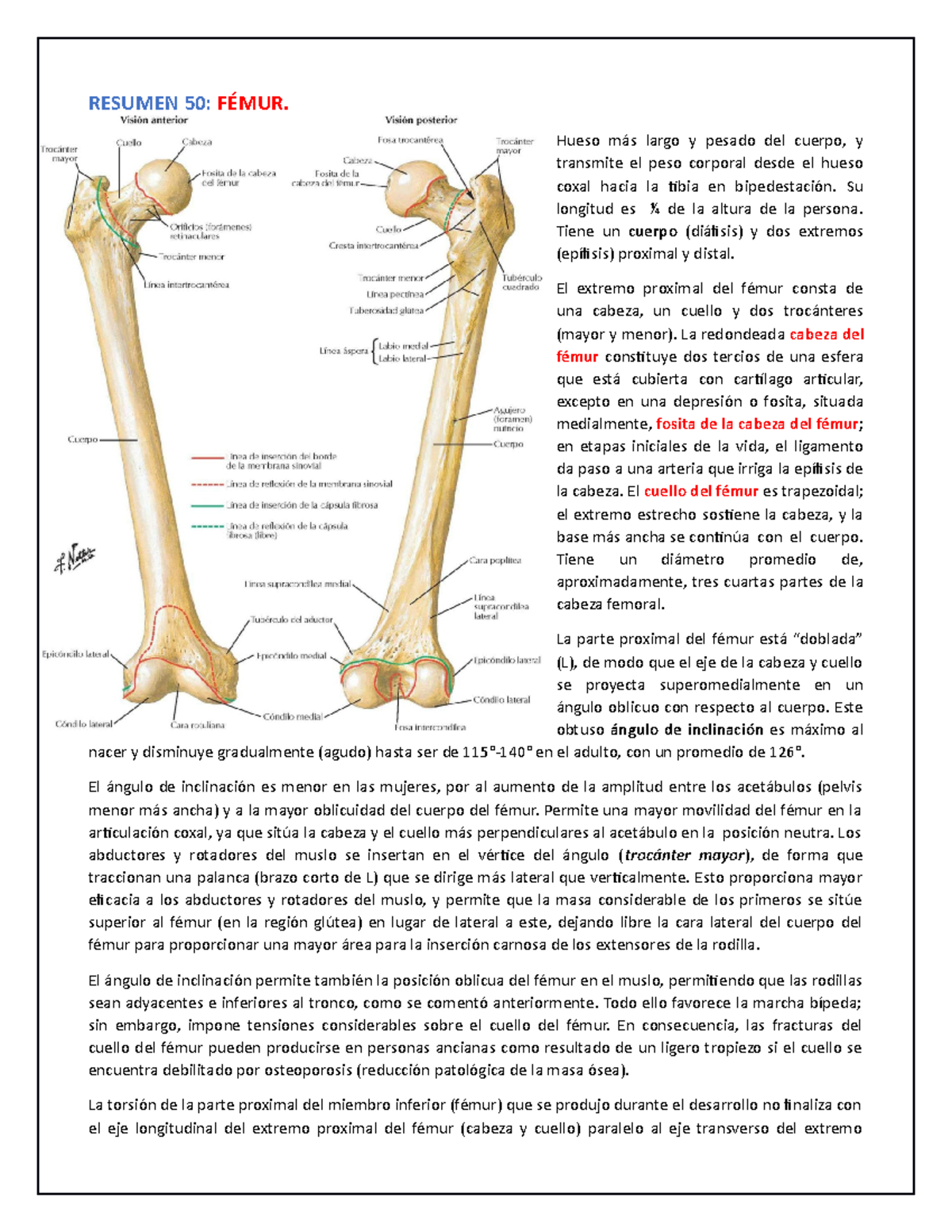 Anatomía Del Hueso Fémur 2.513 Femur High Res Illustrations Getty