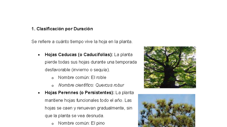 Tarea Nomofilos: Clasificación de Hojas por Características - Studocu