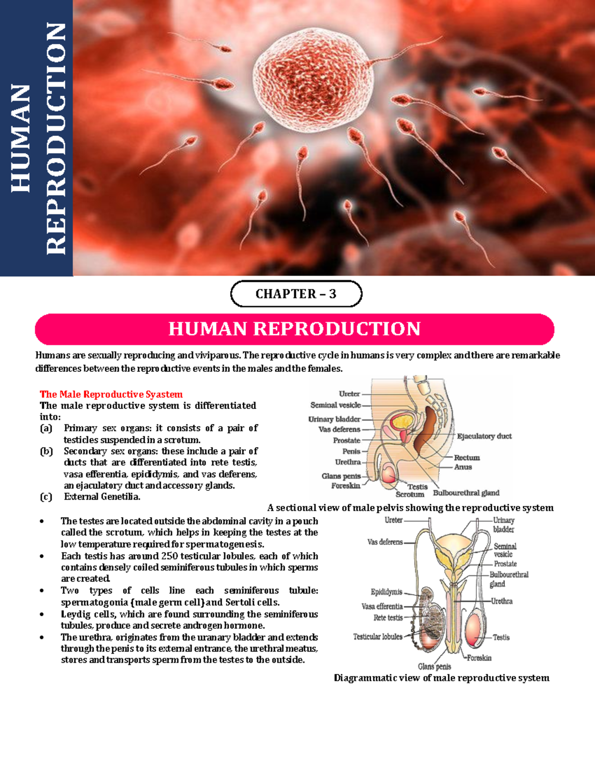 HUMAN REPRODUCTION CHAPTER 3: MALE AND FEMALE REPRODUCTIVE SYSTEMS ...