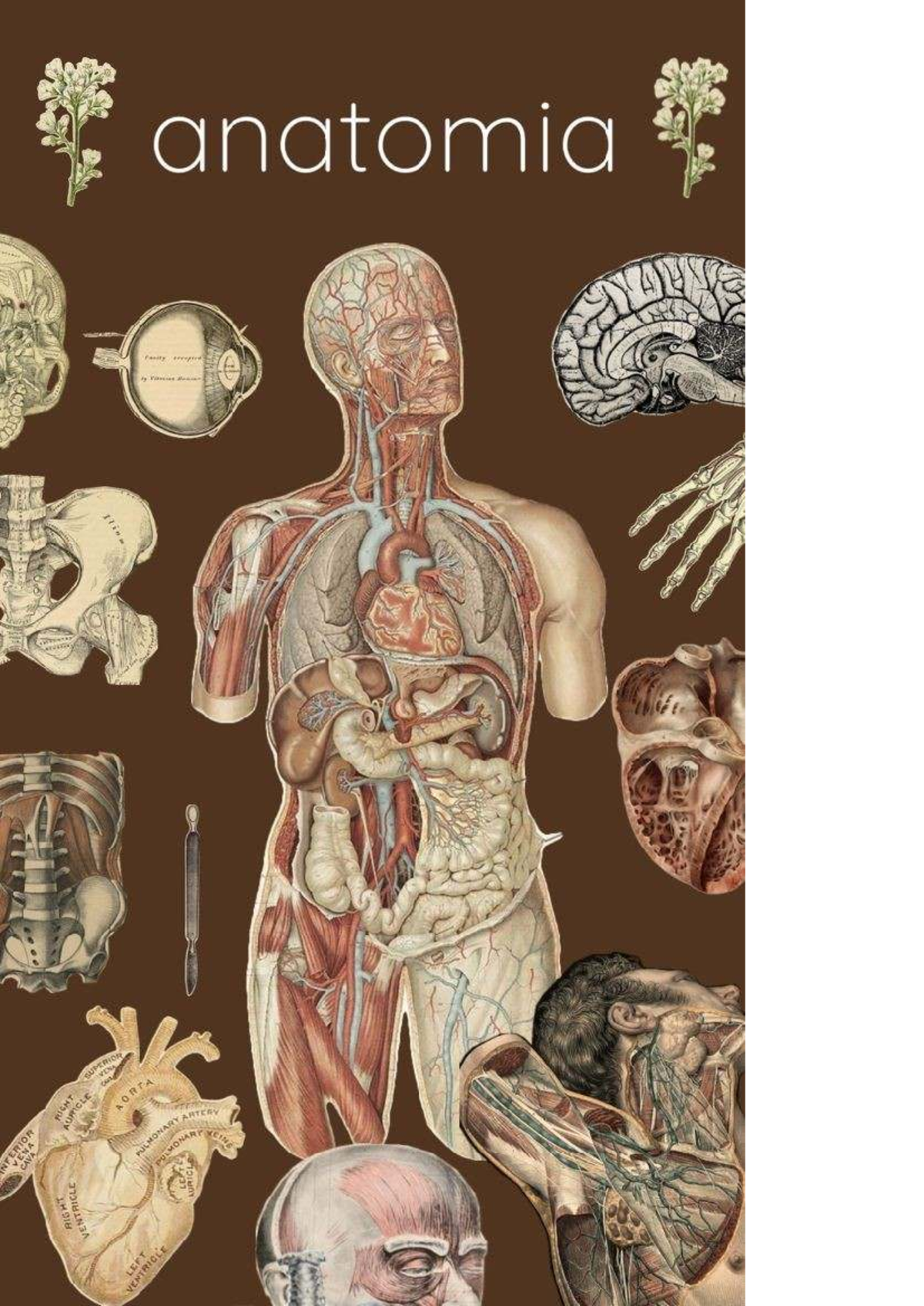 Anatomia - appunti fino allo scheletro assile - L’anatomia consiste ...