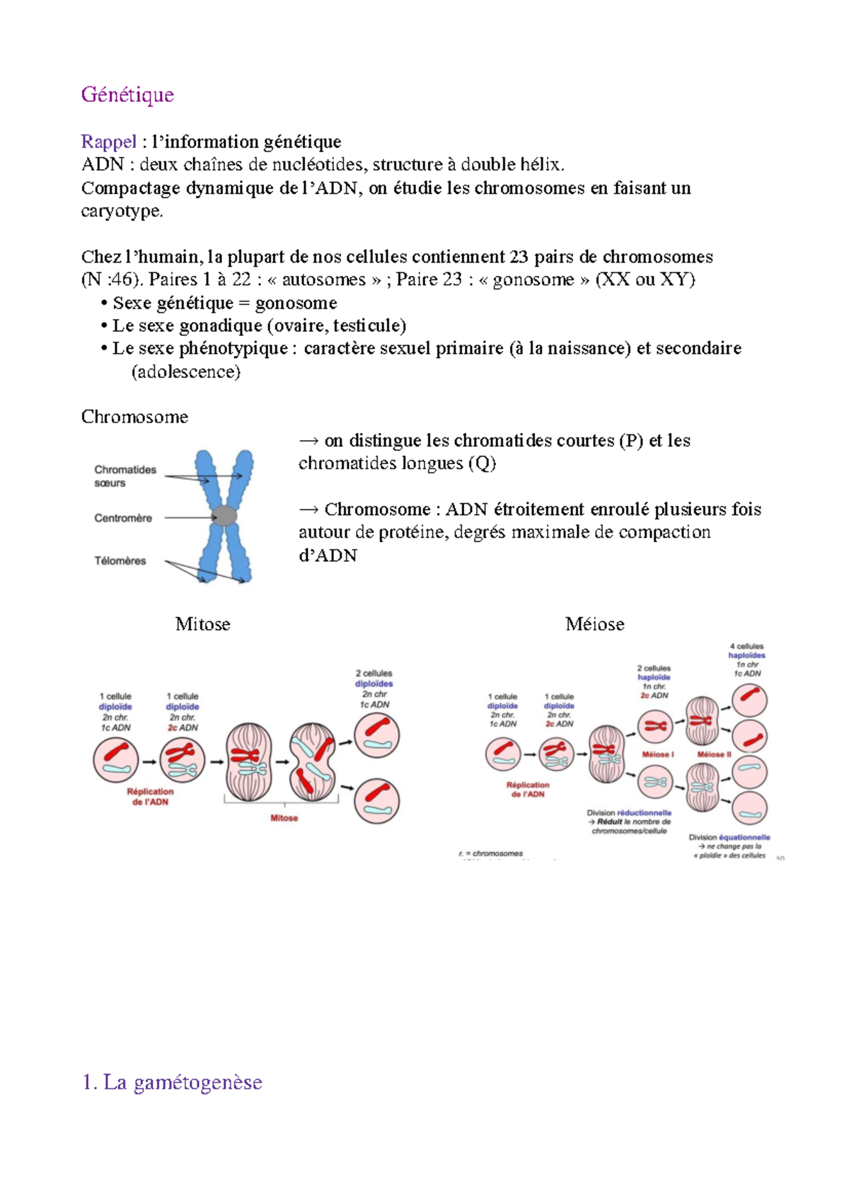 CM-Génétique - cours magistral biologie : de la cellule à l'etre humain ...