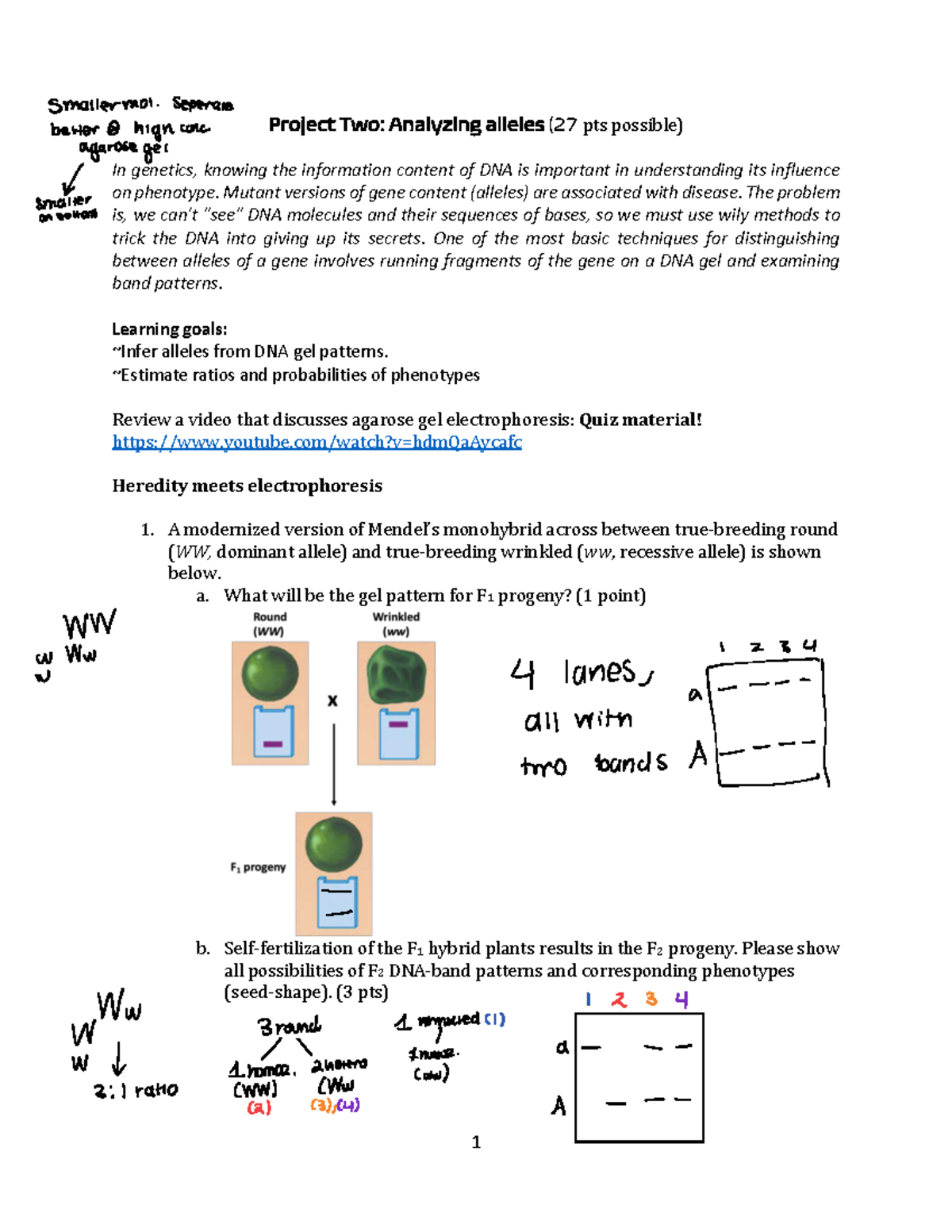 Genetics Lab 2: Analyzing Alleles via Gel Electrophoresis (BIO 101 ...