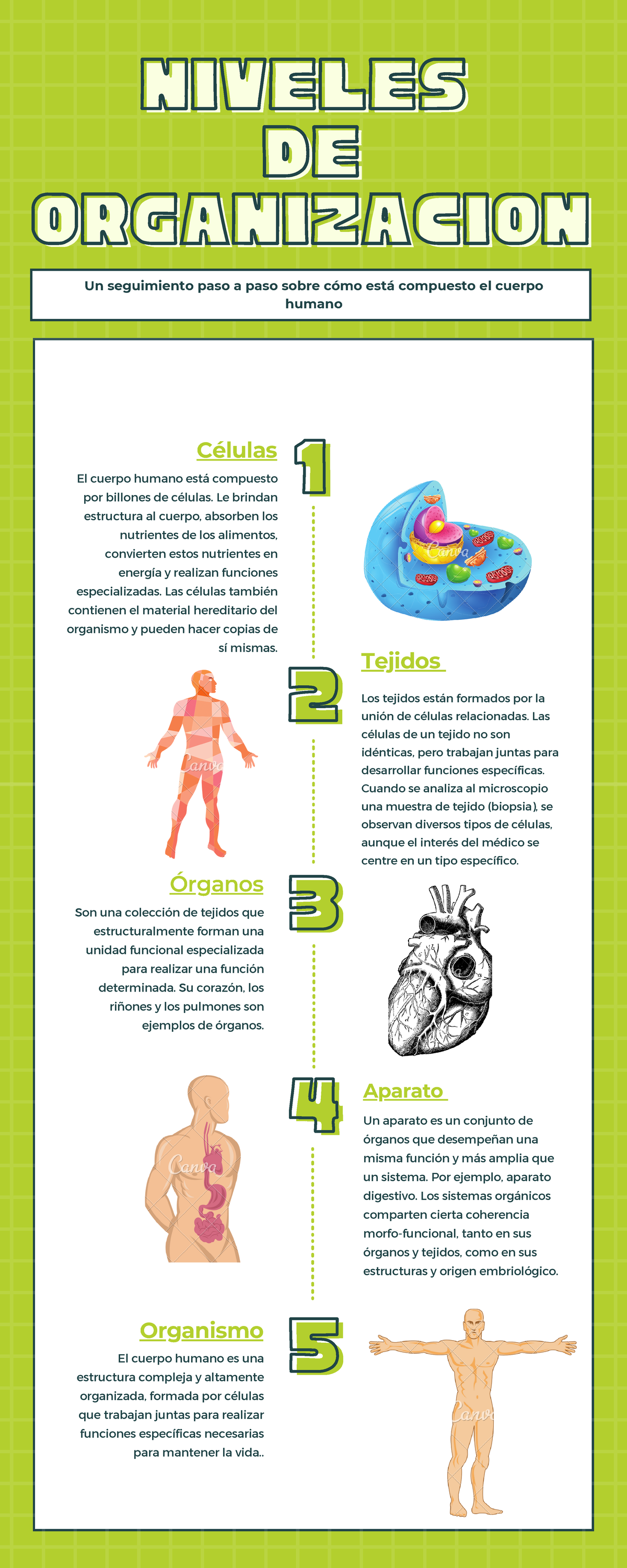 Niveles De Organización De Los Seres Vivos Organizacion De Los Seres
