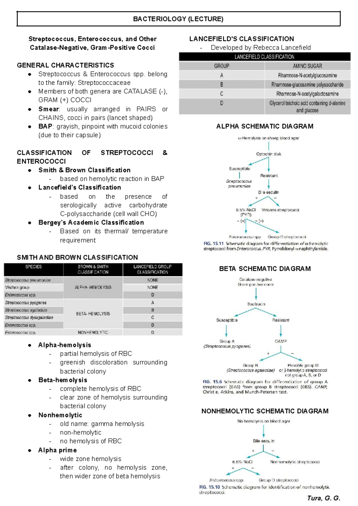 BACTERIOLOGY (LECTURE) Streptococcus & Enterococcus Overview - Studocu
