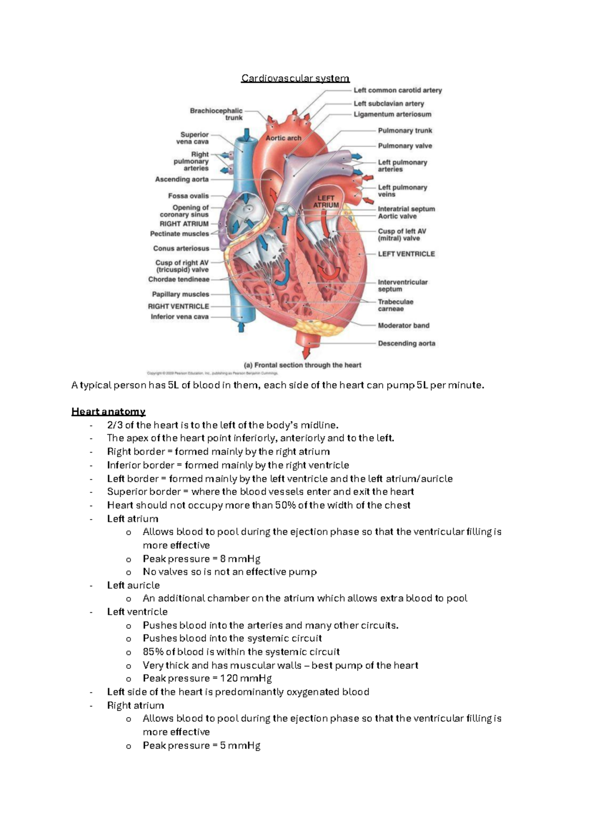 Cardiovascular System Overview: Anatomy, Function, and Regulation - Studocu