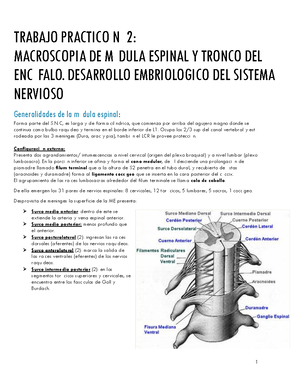 Anastomosis porto-cava - Anastomosis portocava El sistema venoso porta ...